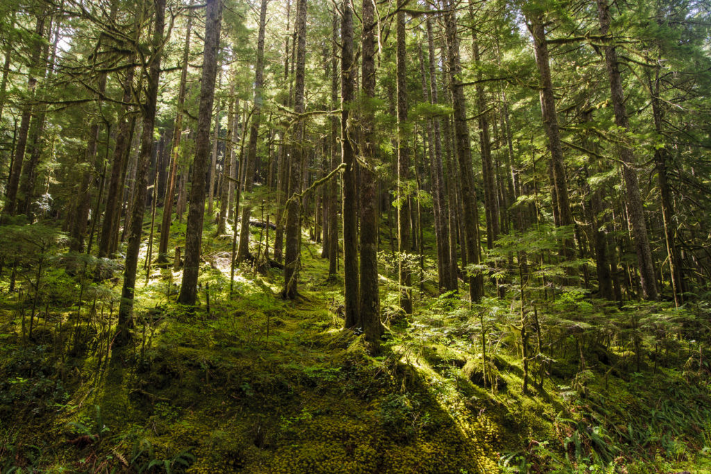 Wood Products| timber, forestry and lumber laws and regulations